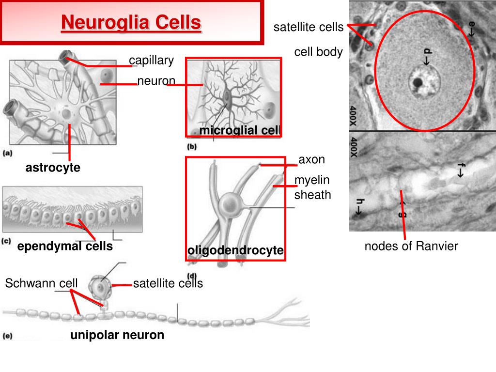 PPT - Neuroglia Cells PowerPoint Presentation, free download - ID:2970853