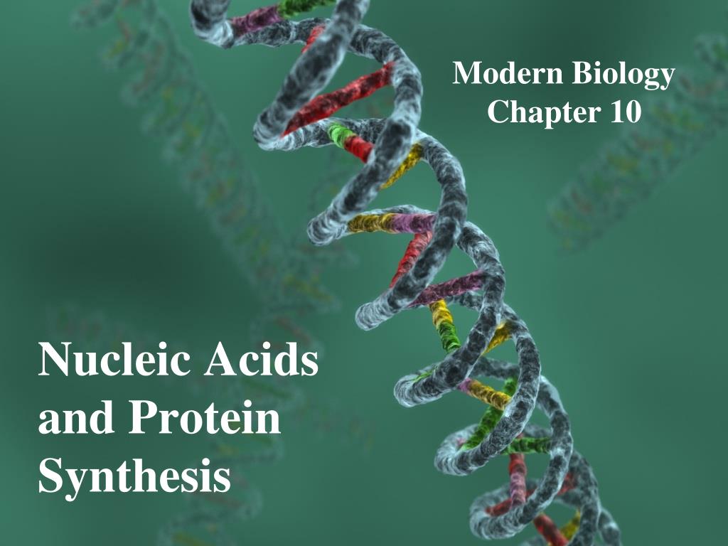 PPT - Nucleic Acids and Protein Synthesis PowerPoint Presentation, free ...