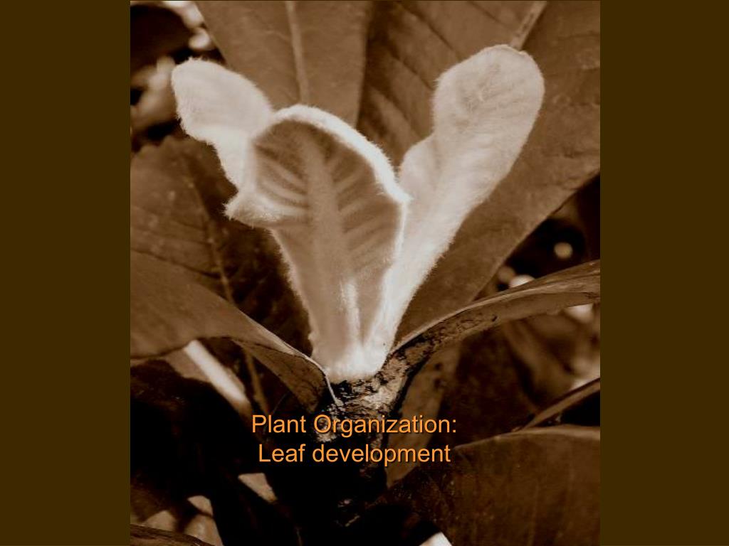 PPT - Plant Organization: Leaf development PowerPoint Presentation ...