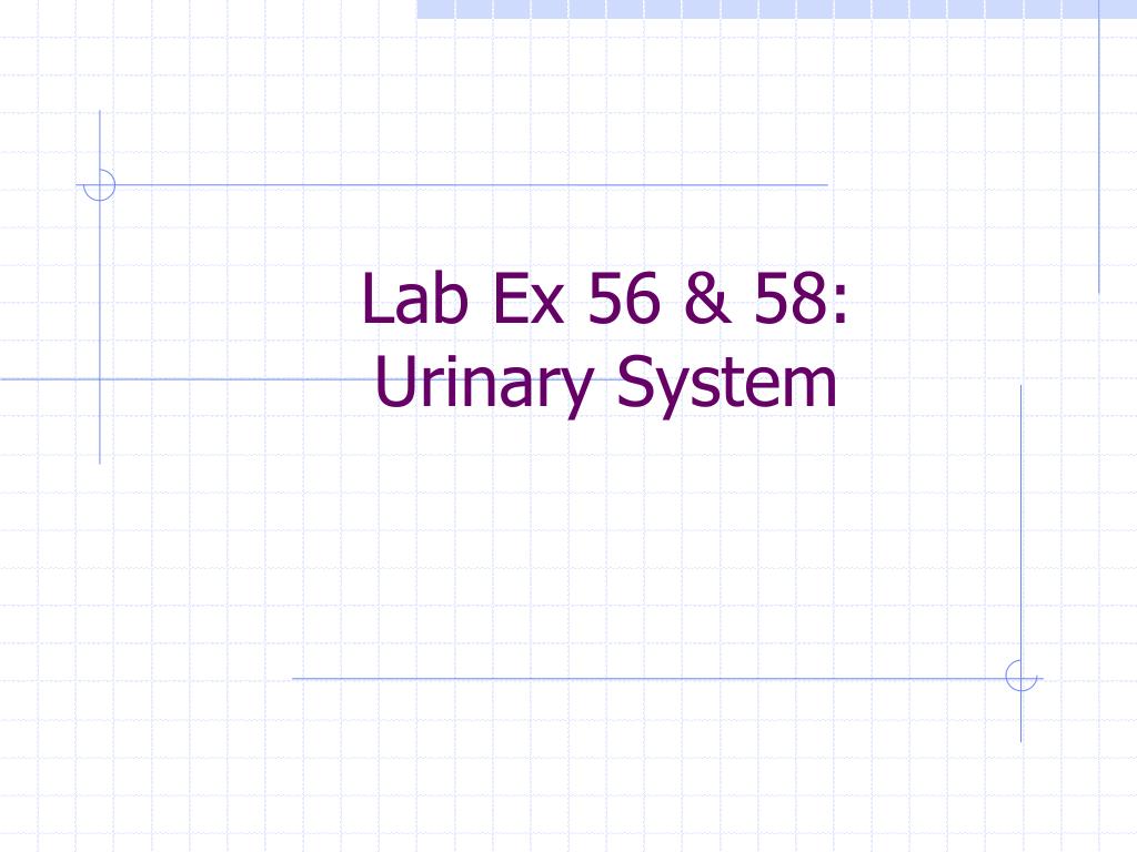 PPT - Lab Ex 56 & 58: Urinary System PowerPoint Presentation, free ...