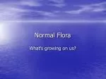 PPT - Microbial Flora of Human Body (Normal Flora) PowerPoint ...