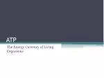 PPT - ATP PowerPoint Presentation, free download - ID:2991244