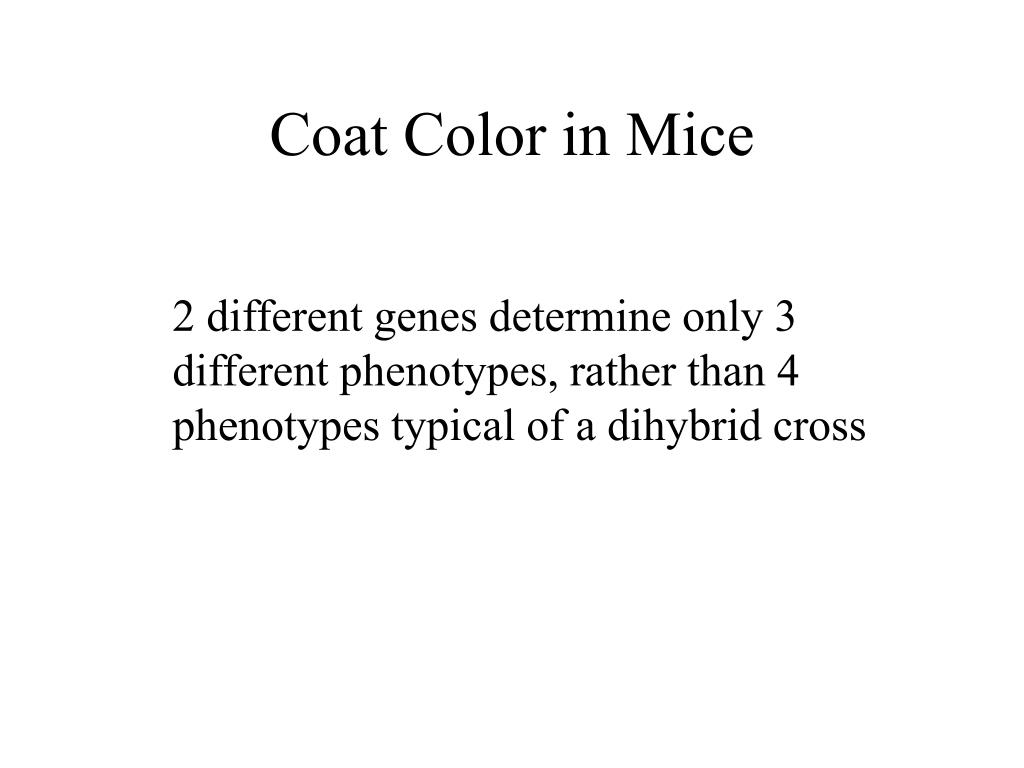 PPT - Genetics of Coat Color in Mice: Pleiotropy and Epistasis in ...