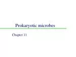 PPT - PROKARYOTIC TRANSCRIPTION PowerPoint Presentation, free download ...