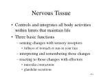 PPT - Nervous tissue PowerPoint Presentation, free download - ID:5120798
