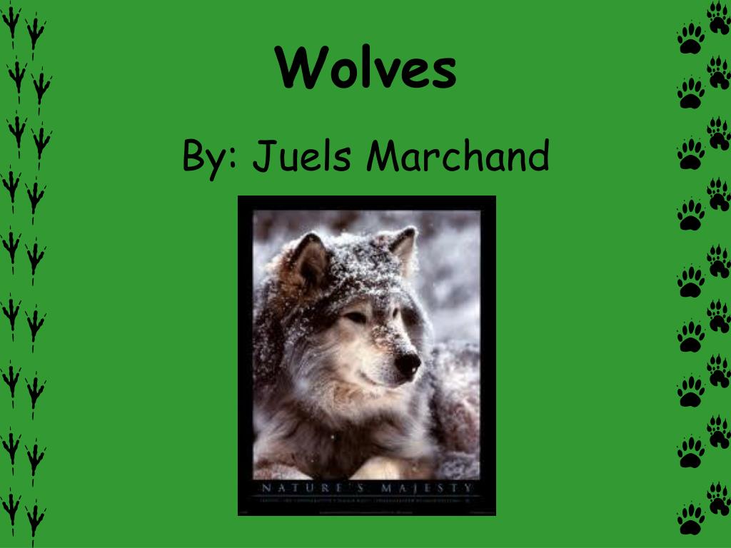 PPT - Wolves PowerPoint Presentation, free download - ID:2989556
