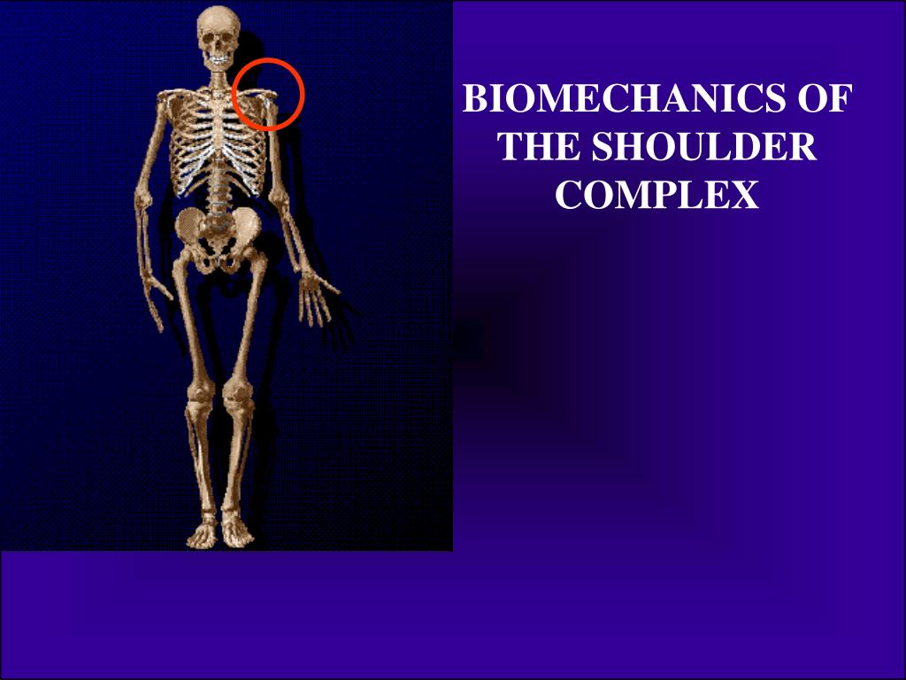 PPT - BIOMECHANICS OF THE SHOULDER COMPLEX PowerPoint Presentation ...
