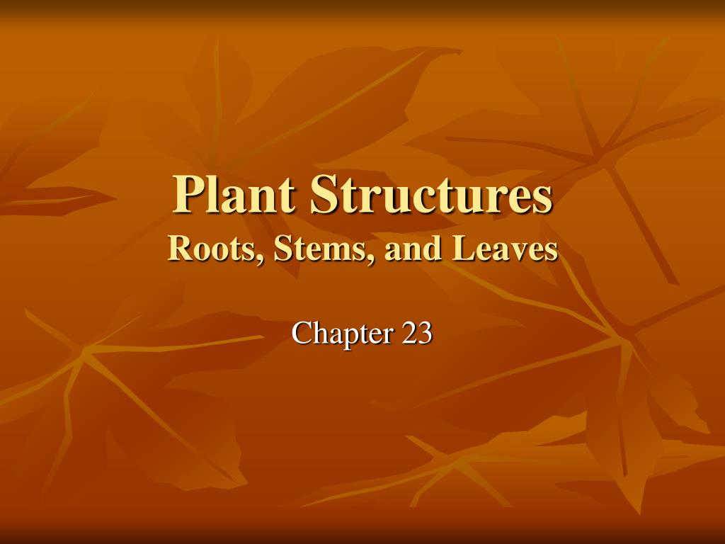 PPT - Plant Structures Roots, Stems, and Leaves PowerPoint Presentation ...