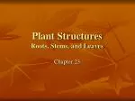 PPT - Modifications of roots, stems and leaves PowerPoint Presentation - ID:9678353