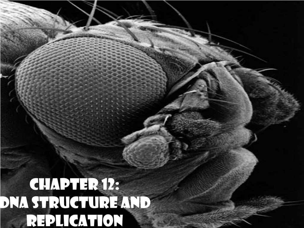 PPT - Chapter 12: DNA Structure and Replication PowerPoint Presentation - ID:2990543