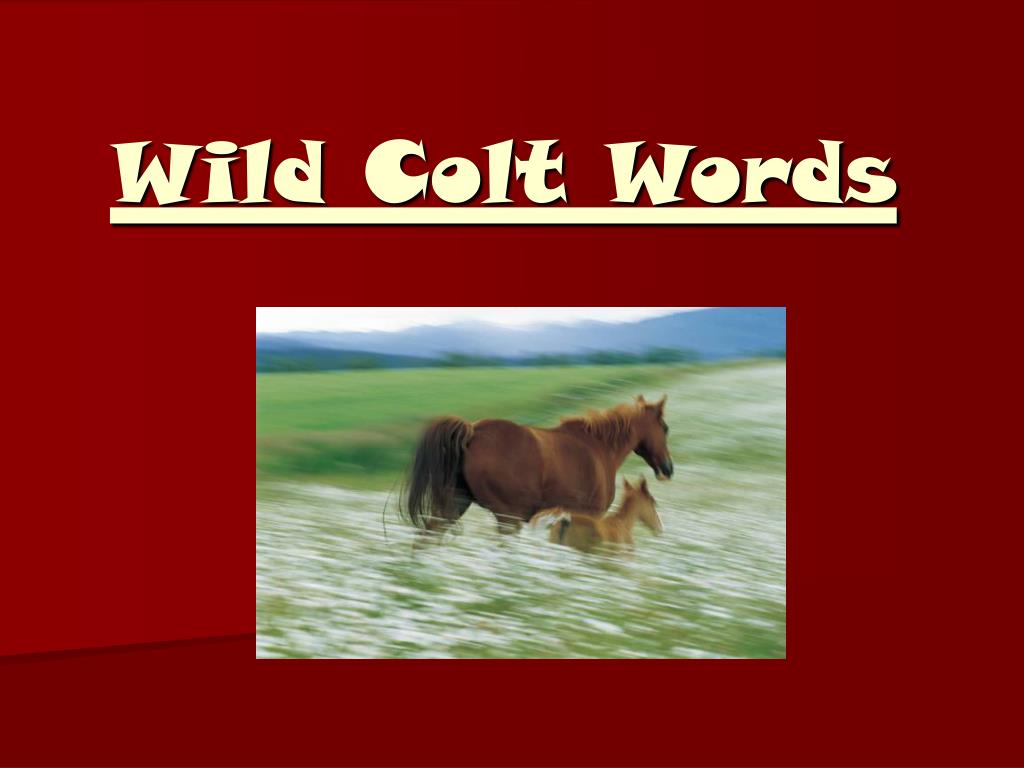 PPT - Wild Colt Words PowerPoint Presentation, free download - ID:2990630