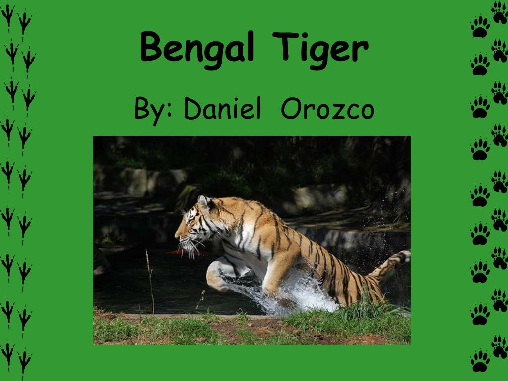 PPT - Bengal Tiger PowerPoint Presentation, free download - ID:2991987