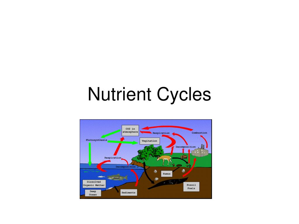 PPT - Nutrient Cycles PowerPoint Presentation, free download - ID:2999697