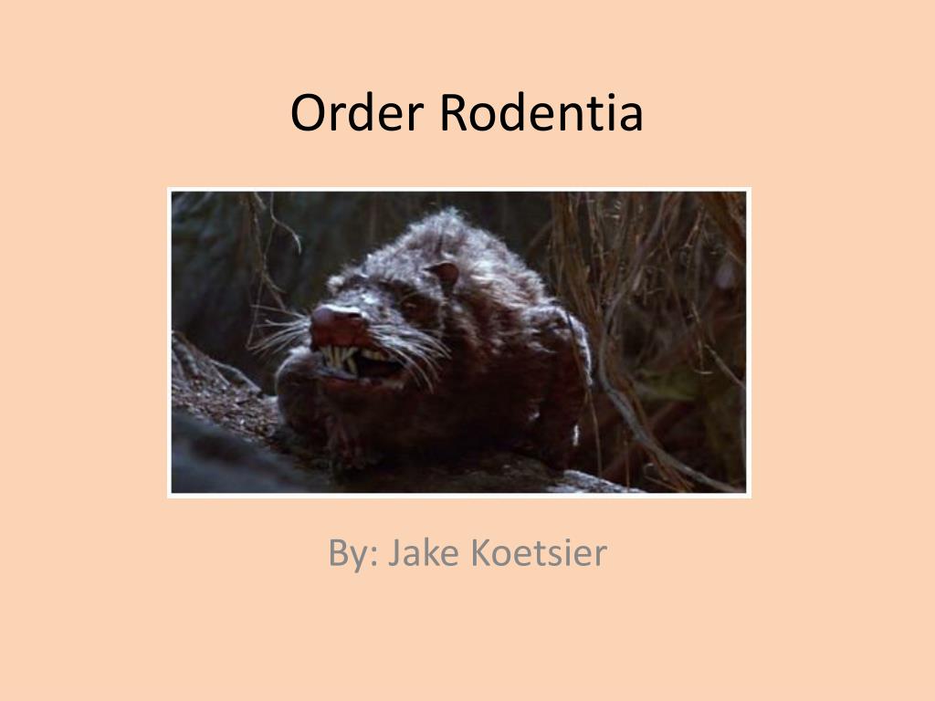 PPT - Order Rodentia PowerPoint Presentation, free download - ID:2999759