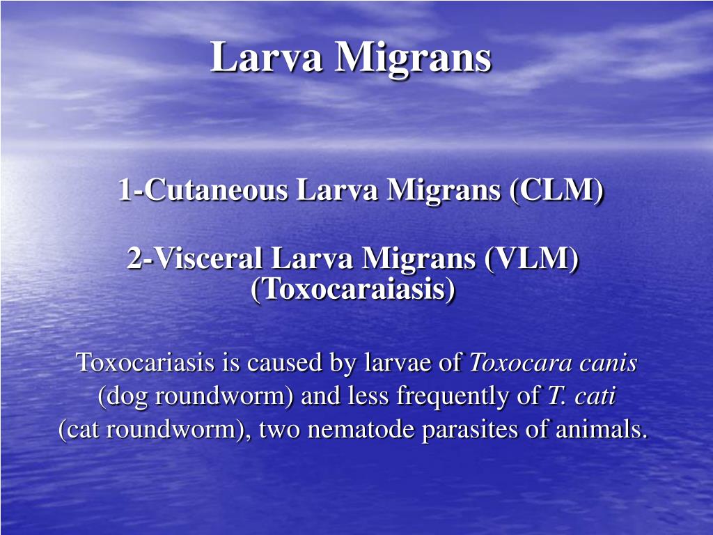 PPT - Larva Migrans PowerPoint Presentation, free download - ID:3000123