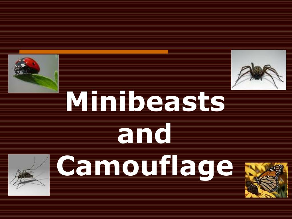 PPT - Minibeasts and Camouflage PowerPoint Presentation, free download ...