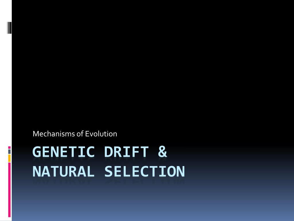 PPT - Genetic drift & Natural Selection PowerPoint Presentation - ID ...