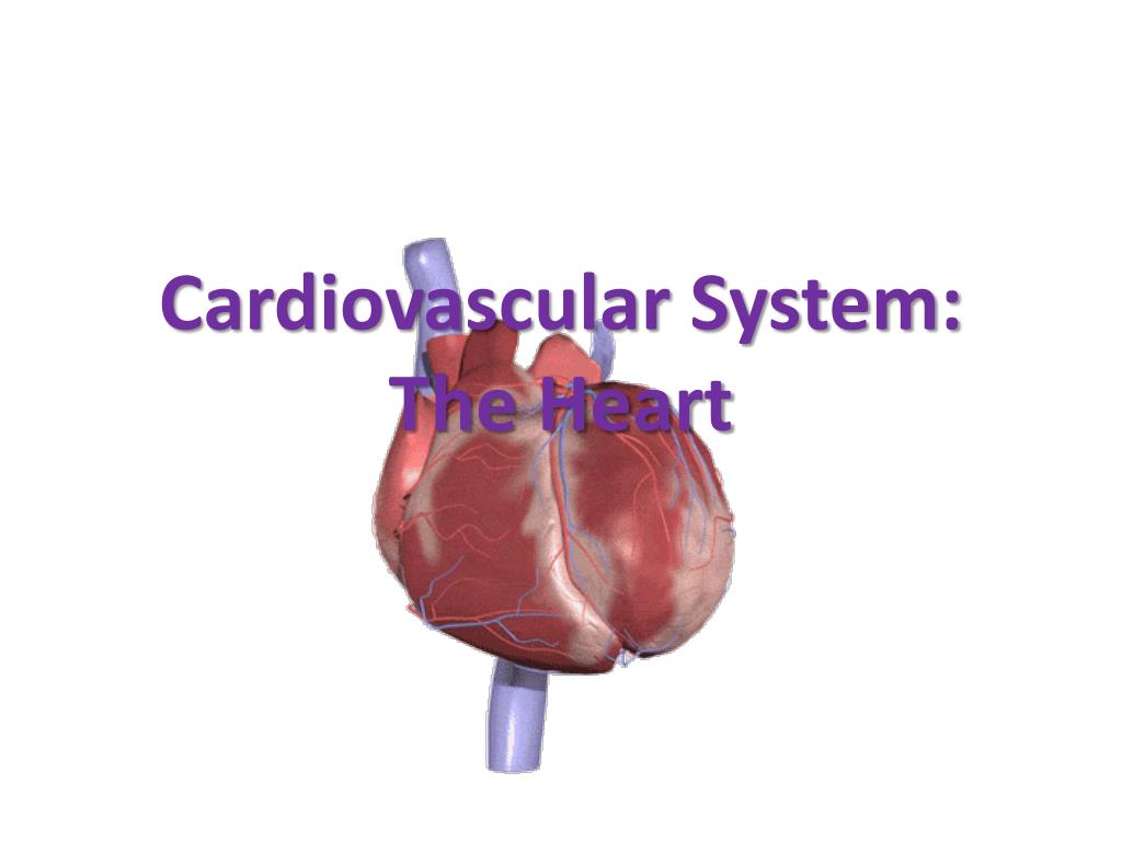 PPT - Cardiovascular System: The Heart PowerPoint Presentation, free ...
