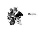 PPT - Rabies PowerPoint Presentation, free download - ID:8972