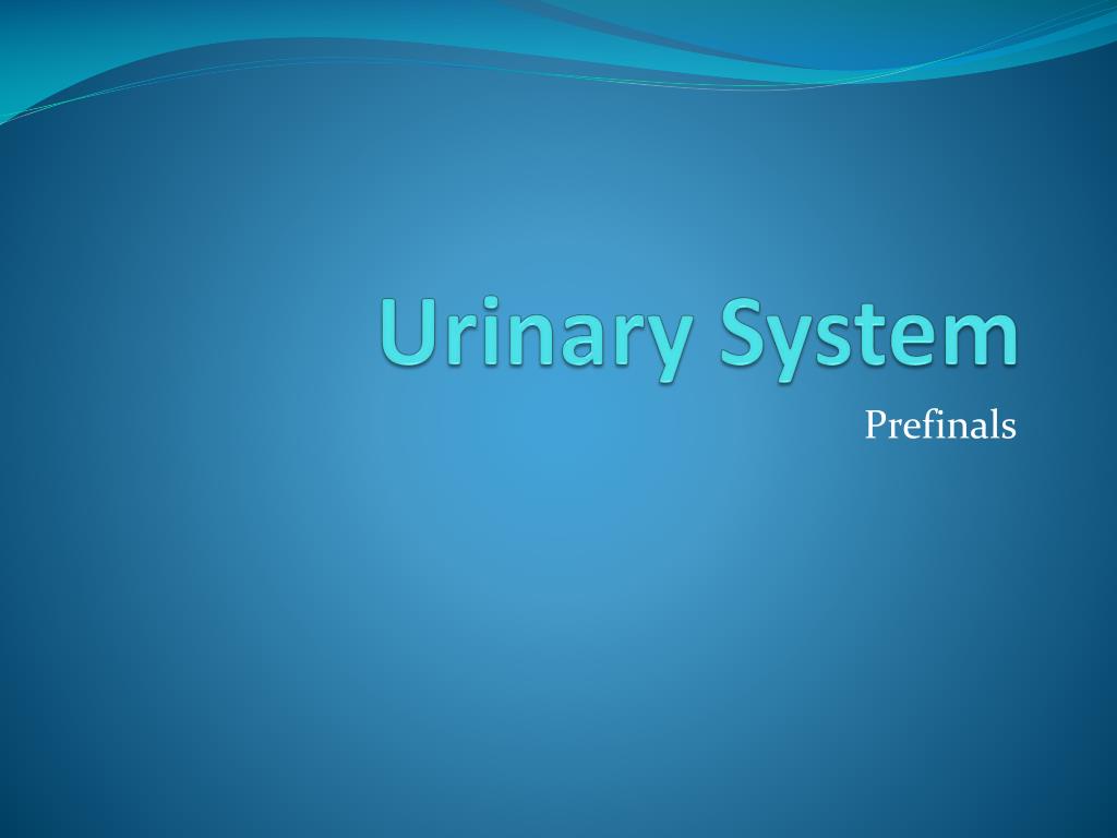 PPT - Urinary System PowerPoint Presentation, free download - ID:3008004