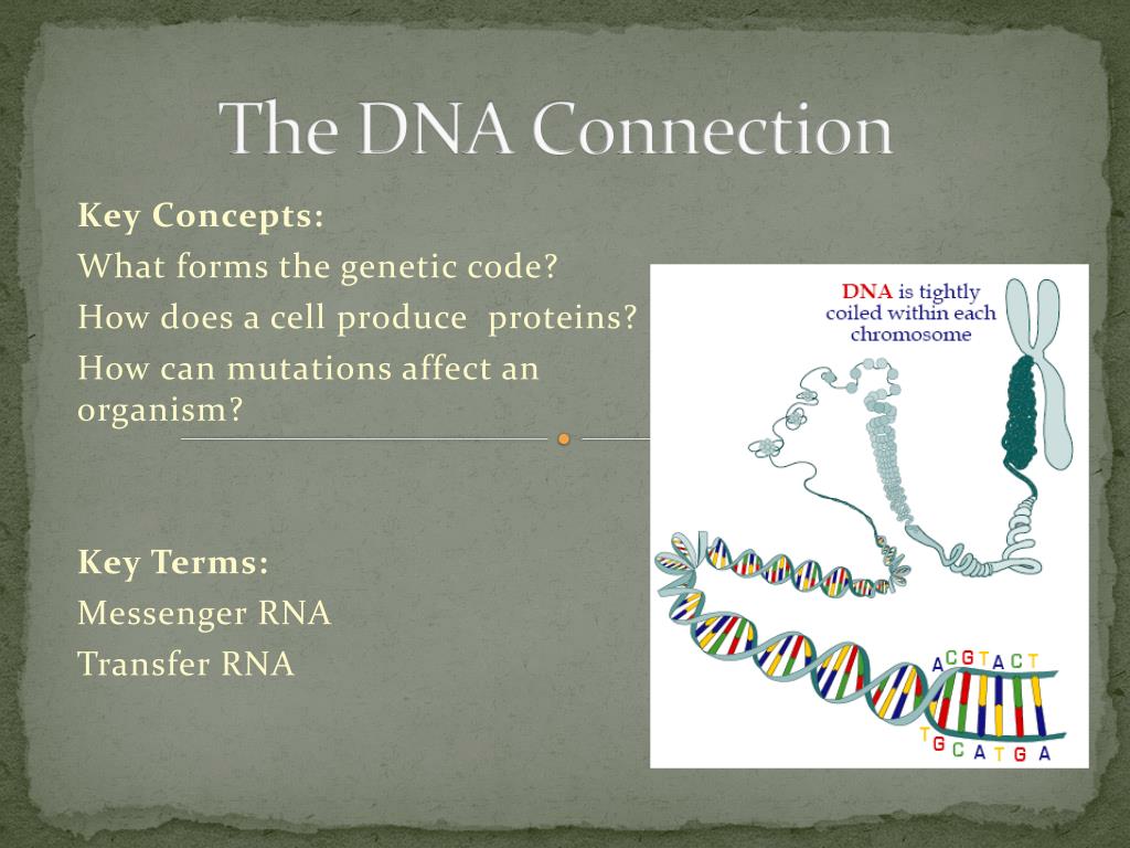 PPT - The DNA Connection PowerPoint Presentation, free download - ID ...