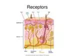 PPT - Intracellular Hormone Receptors PowerPoint Presentation, free ...