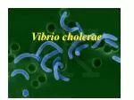 PPT - Vibrio cholerae PowerPoint Presentation, free download - ID:9604639
