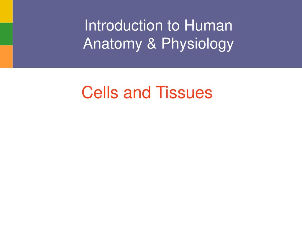 PPT - Introduction to Human Anatomy & Physiology PowerPoint ...