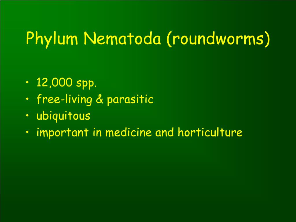 PPT - Phylum Nematoda (roundworms) PowerPoint Presentation, free ...