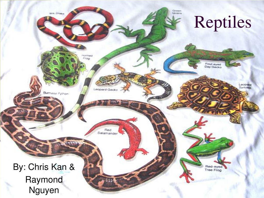PPT - Reptiles PowerPoint Presentation, free download - ID:3025233