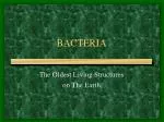 PPT - Bacteria PowerPoint Presentation, free download - ID:2923805