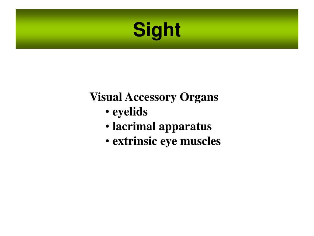 PPT - Sight PowerPoint Presentation, free download - ID:3026140