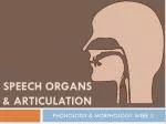 PPT - Organs of Speech PowerPoint Presentation, free download - ID:9417005
