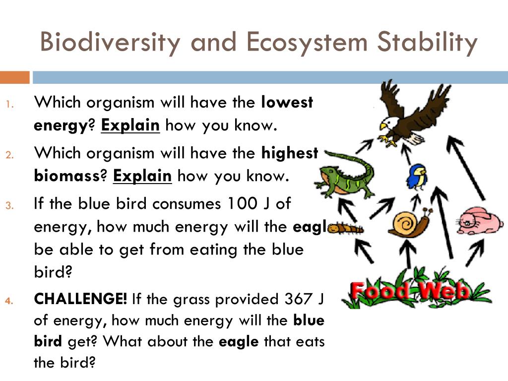 PPT - Biodiversity and Ecosystem Stability PowerPoint Presentation ...
