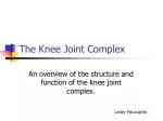 PPT - knee joint, muscles and actions of the knee PowerPoint ...