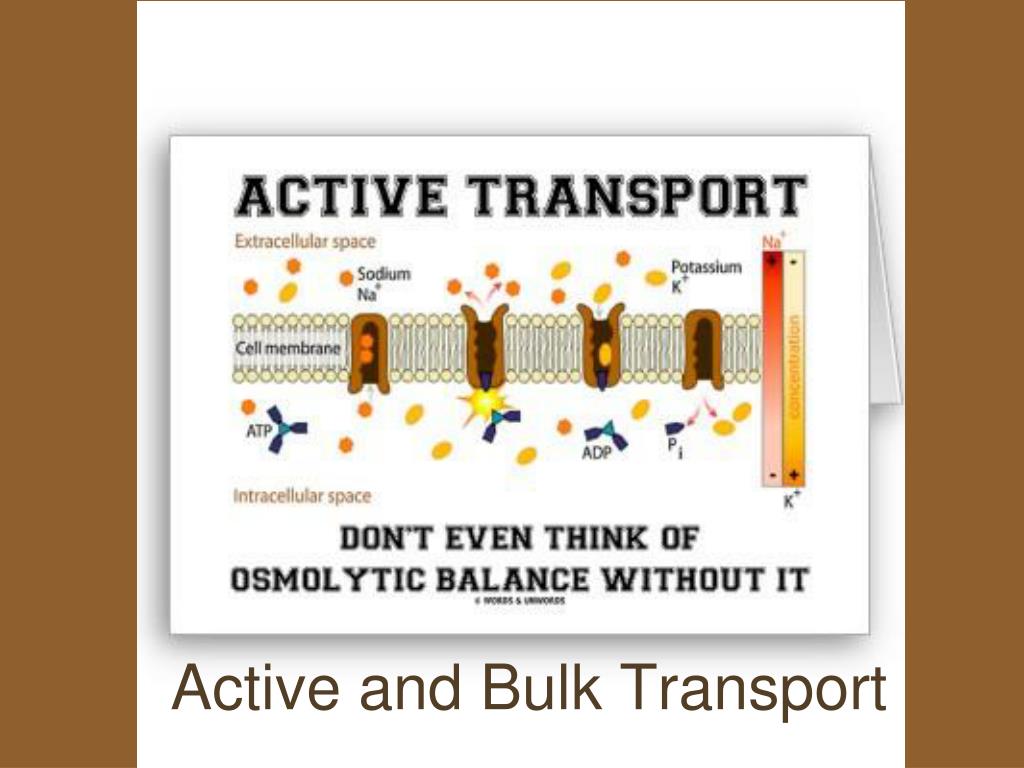 PPT - Active and Bulk Transport PowerPoint Presentation, free download ...