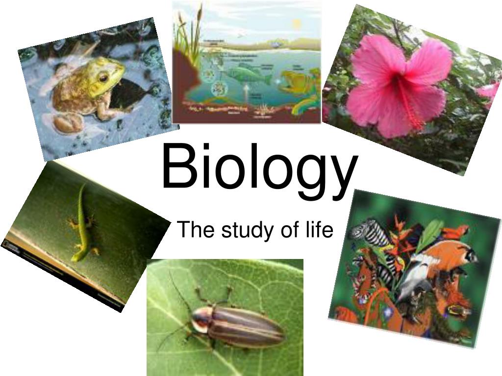 PPT - Biology PowerPoint Presentation, free download - ID:3029764