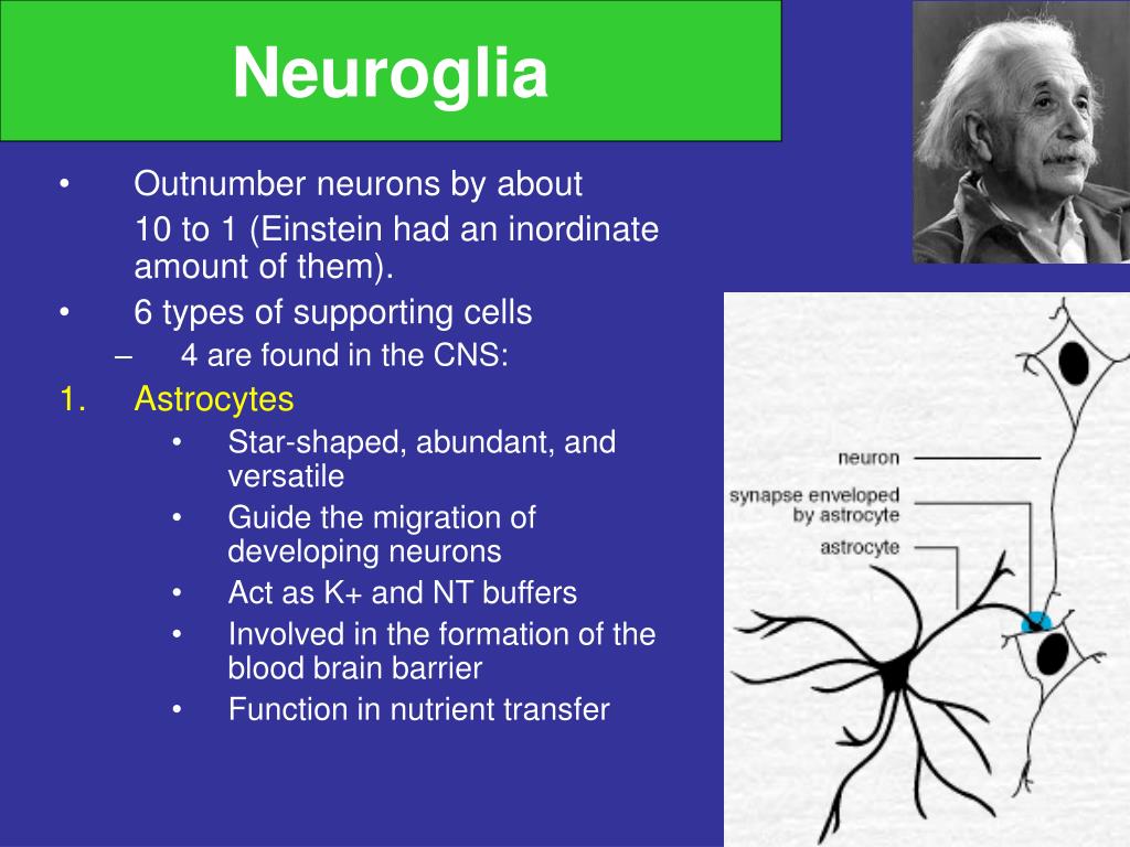 PPT - Neuroglia PowerPoint Presentation, free download - ID:3029961