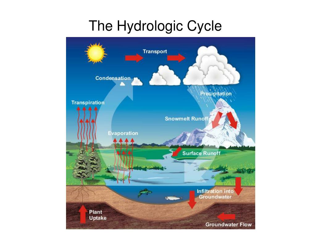 PPT - The Hydrologic Cycle PowerPoint Presentation, free download - ID ...