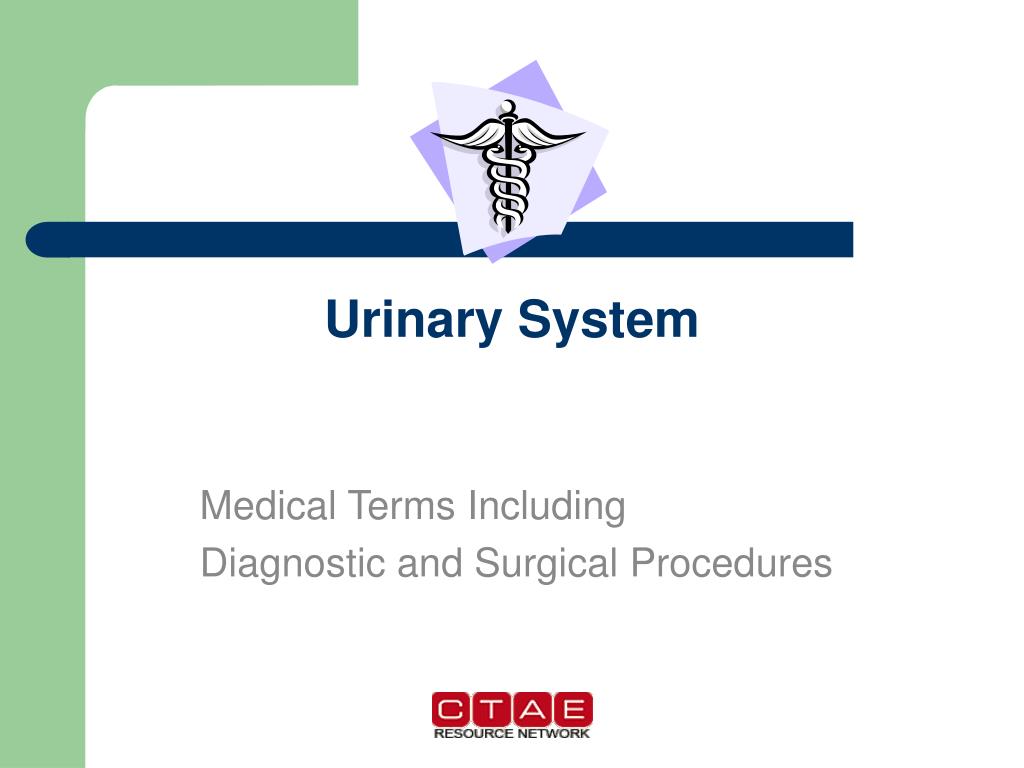 PPT - Urinary System PowerPoint Presentation, free download - ID:3031433