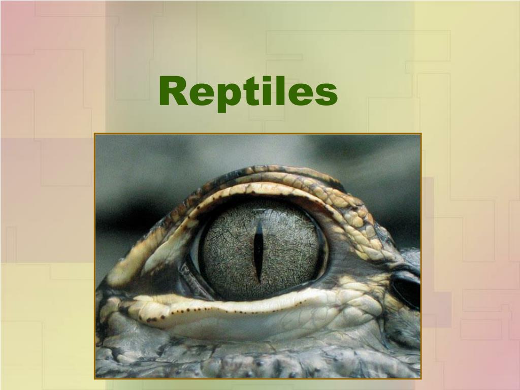 PPT - Reptiles PowerPoint Presentation, free download - ID:3032365