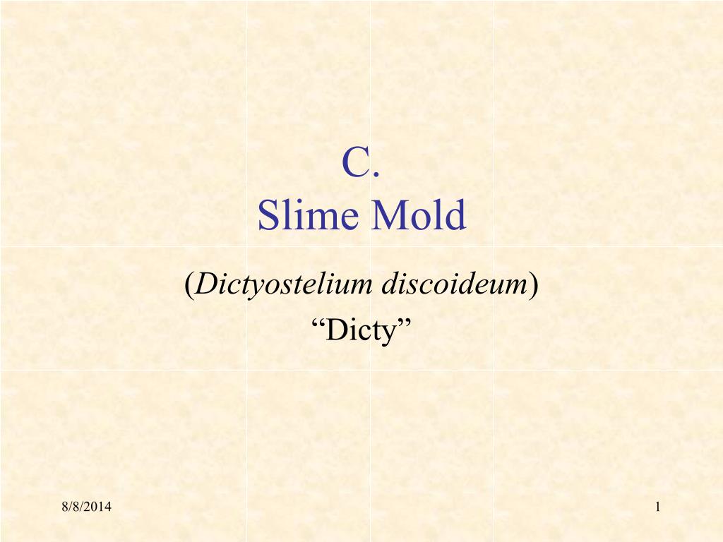 PPT - C. Slime Mold PowerPoint Presentation, free download - ID:3032486