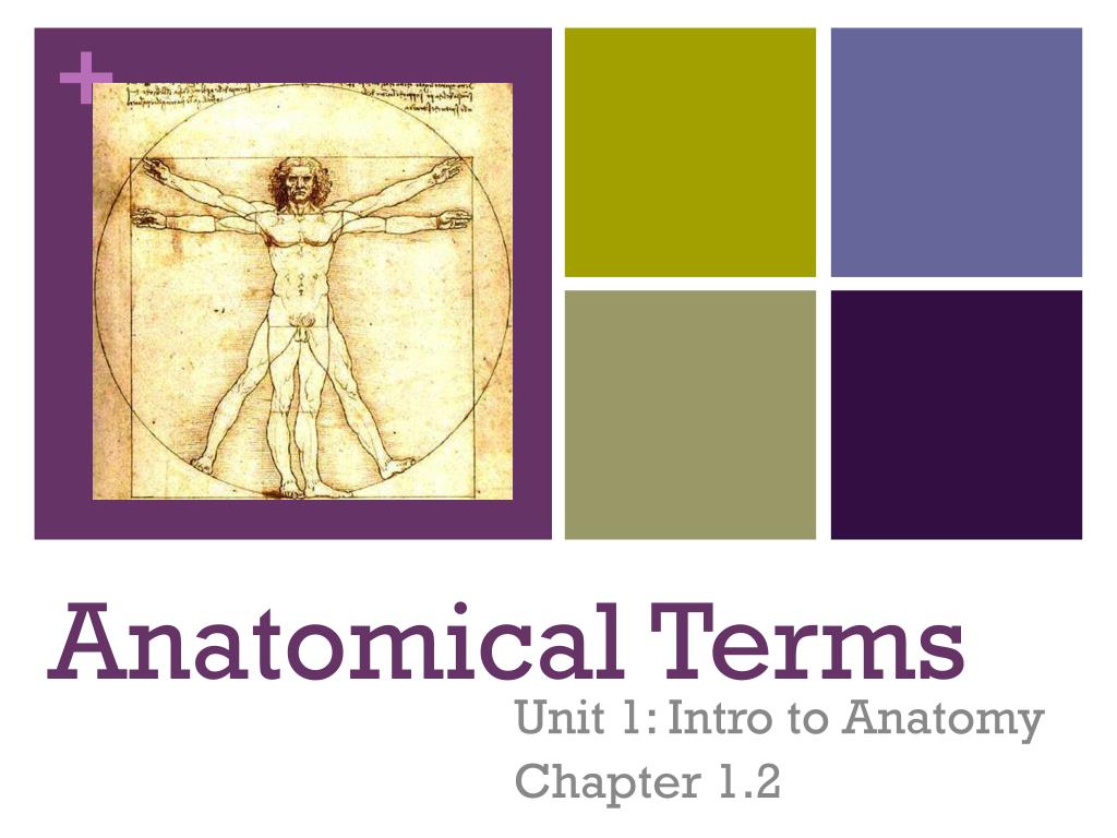 PPT - Anatomical Terms PowerPoint Presentation, free download - ID:3032560