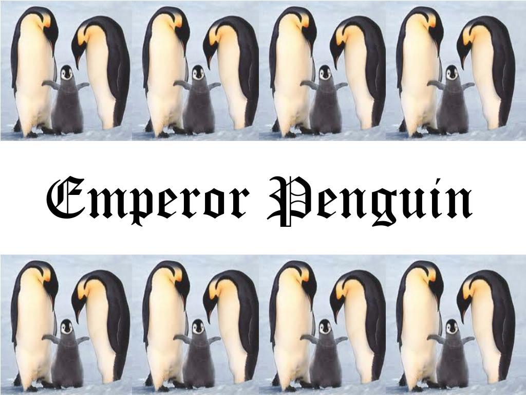 PPT - Emperor Penguin PowerPoint Presentation, free download - ID:3032921