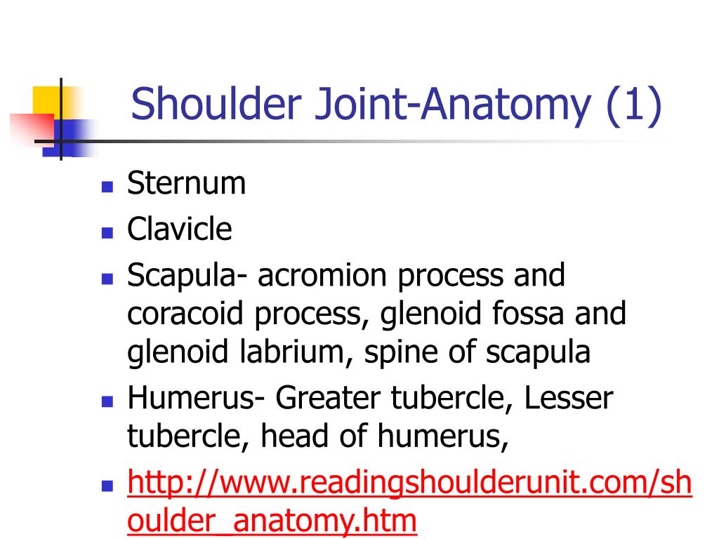 PPT - Shoulder Joint-Anatomy (1) PowerPoint Presentation, free download ...