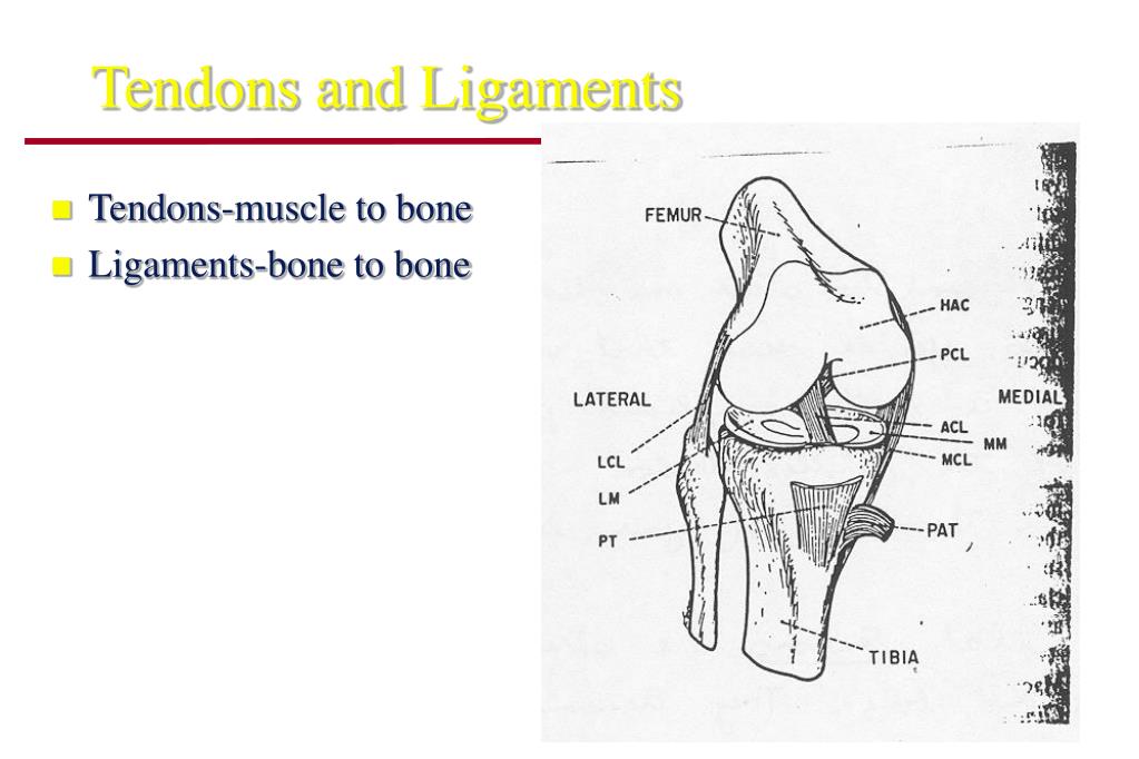 PPT - Tendons and Ligaments PowerPoint Presentation, free download - ID ...