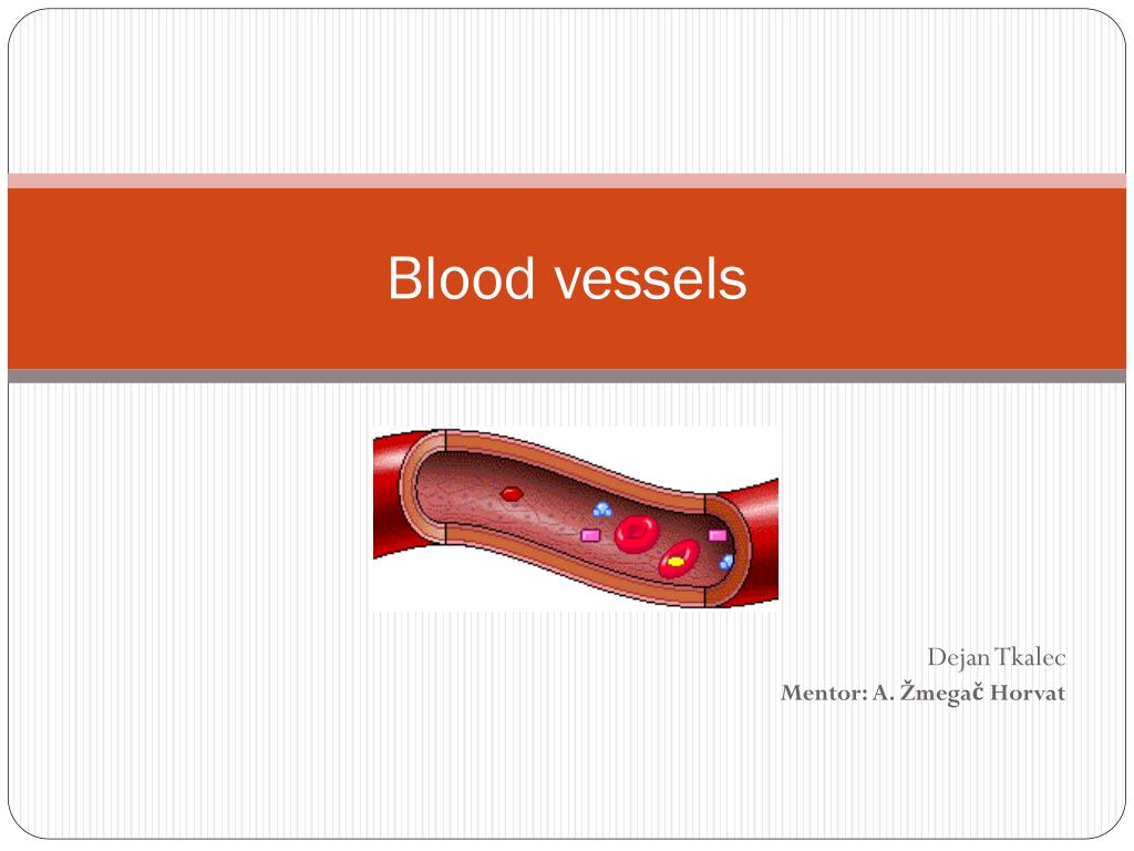 PPT - Blood vessels PowerPoint Presentation, free download - ID:3037394