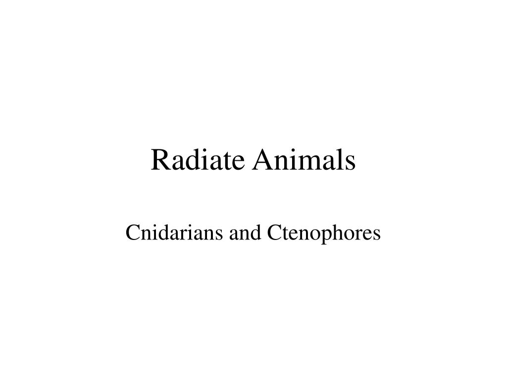 PPT - Radiate Animals PowerPoint Presentation, free download - ID:3038544