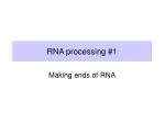 PPT - RNA PROCESSING EUKARYOTES PowerPoint Presentation, free download ...
