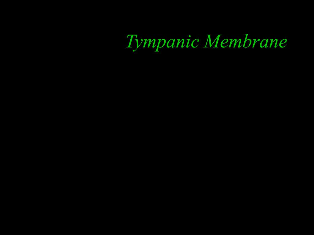 PPT - Tympanic Membrane PowerPoint Presentation, free download - ID:3038672